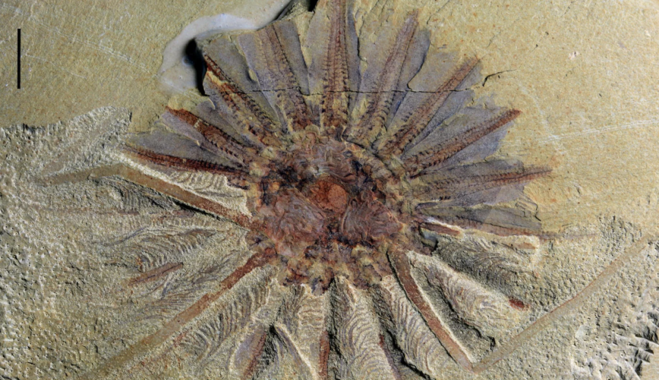 Descoperirea unui monstru marin cu 18 tentacule rezolvă o enigmă veche