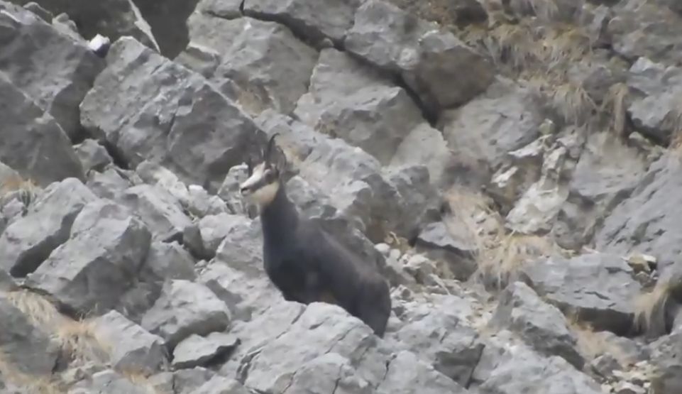 Frumoase şi maiestuoase. Imagini inedite cu un grup de capre negre din ...