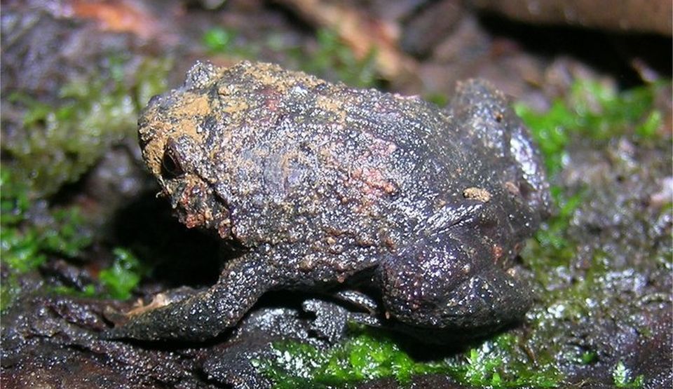 Descoperire impresionantă în Madagascar: cinci noi specii de broaşte