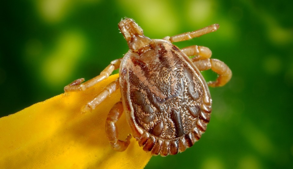 Când sunt periculoase muşcăturile de căpuşă