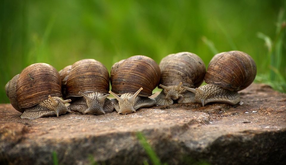 Mii de melci salvaţi de la dispariţie, eliberaţi în sălbăticie