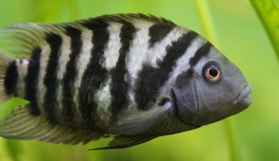 Descoperire inedită. Şi peştii ajung în starea de somn REM