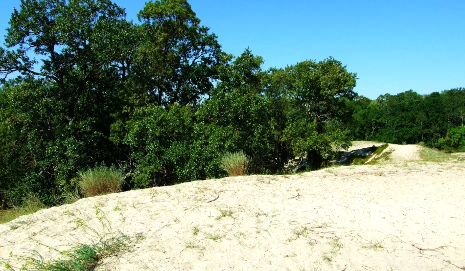 Pădurea Letea, acum mai uşor de vizitat