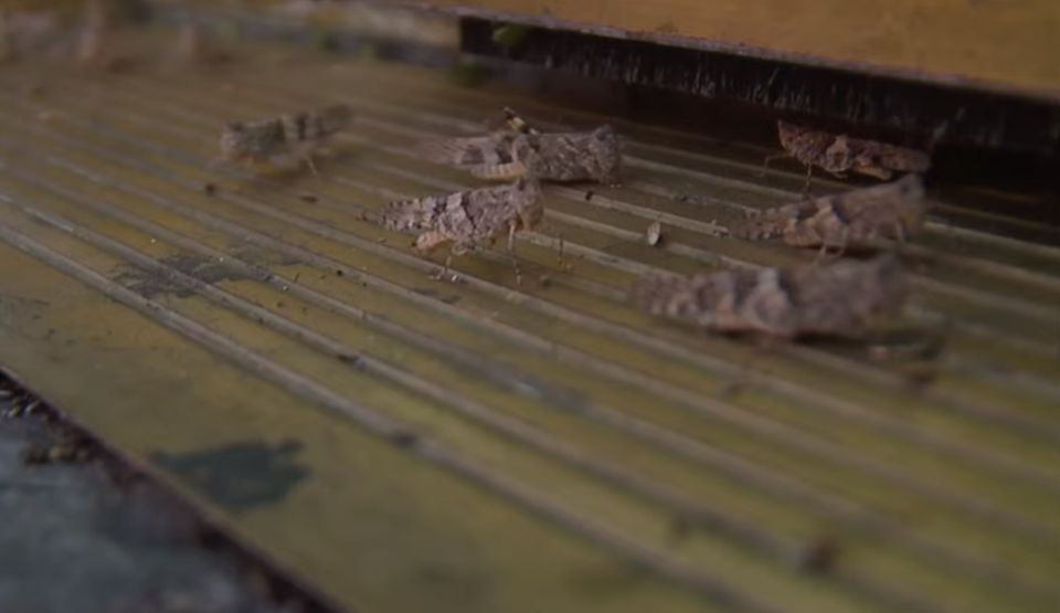 Invazie de insecte în Las Vegas. Roiuri de greieri au acoperit clădiri ...