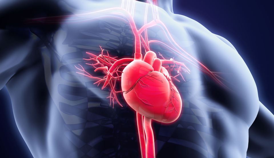 De când începe inima să bată? Câteva lucruri interesante despre corpul tău