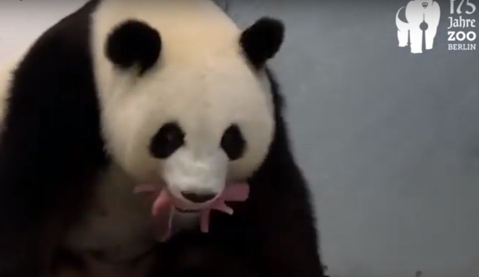 S-au născut primii pui de panda uriaş la Grădina Zoologică din Berlin