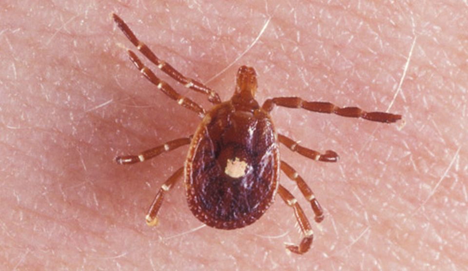 Aplicaţie care arată zonele în care sunt căpuşe, ţânţari şi muşte ...