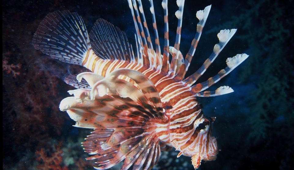 Peştele-leu, una dintre cele mai invazive specii, s-ar putea extinde în ...