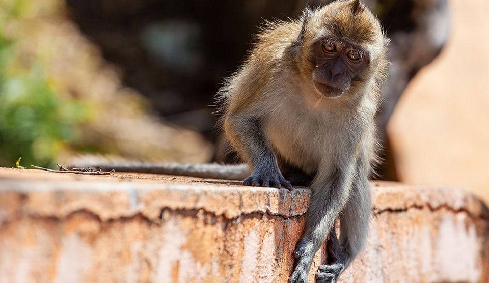 Unde au ajuns maimuţele din casa lui Nuţu Cămătaru