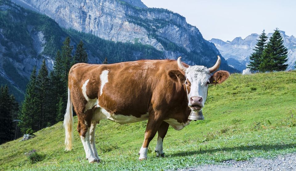 Kaga, prima vacă clonată din lume, a murit