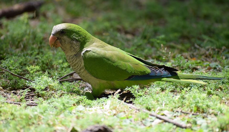 Motivul pentru care spaniolii vor să reducă numărul de papagali călugăr