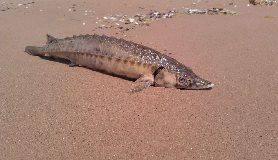 Acord pentru salvarea sturionilor din sud-estul Europei, semnat în România