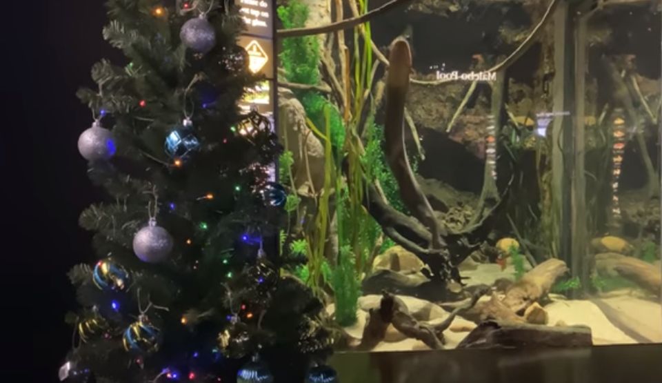 Un ţipar furnizează energie electrică pentru decoraţiile de Crăciun de ...