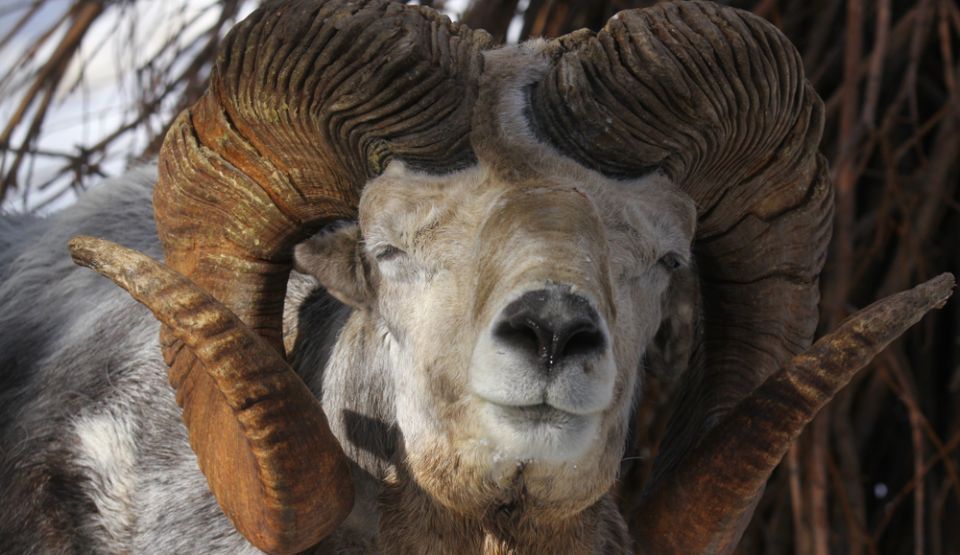 Fiul lui Donald Trump a ucis un animal rar, protejat de lege, şi apoi a ...