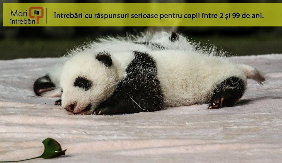 De ce puii de panda se nasc atât de mici?