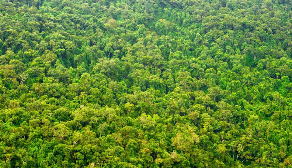 A fost descoperită cea mai veche pădure fosilizată din lume