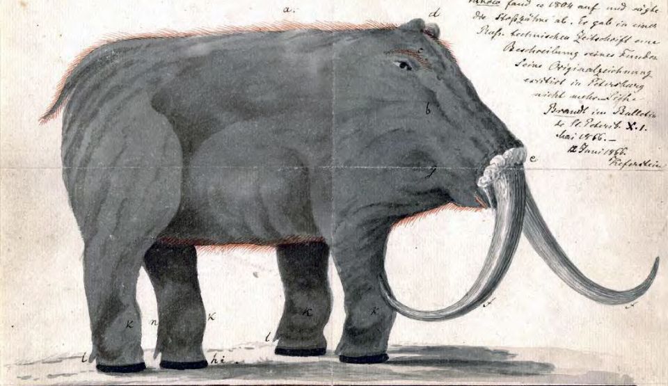 Povestea primei reconstituiri ştiinţifice a unui mamut