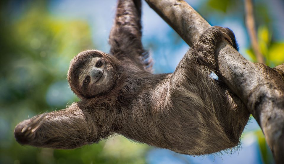 Leneşii din Amazon, unele dintre cele mai simpatice animale, au ...