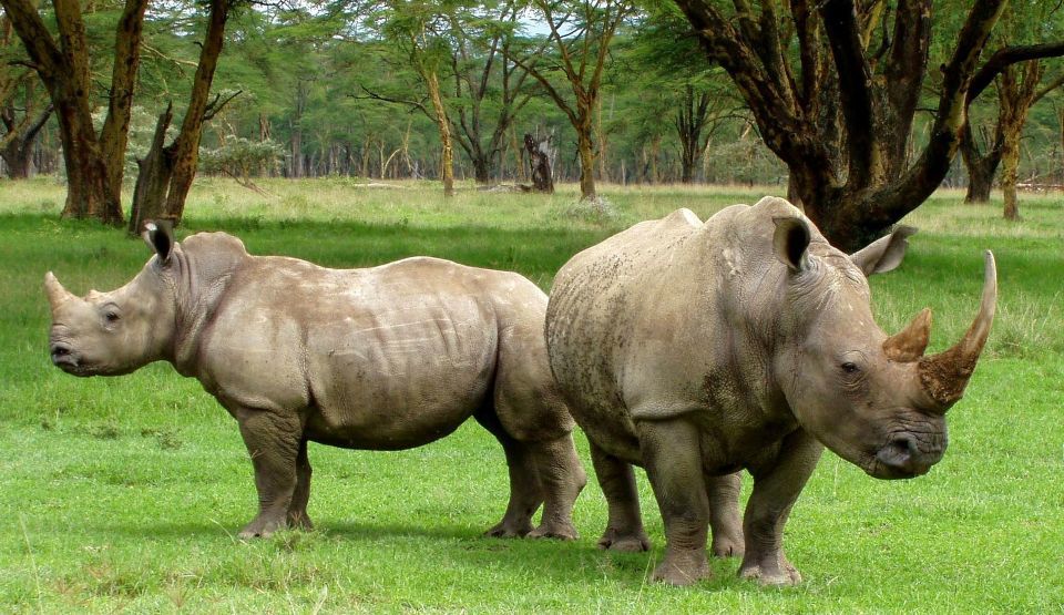 10 lucruri fascinante pe care trebuie să le ştii despre rinoceri
