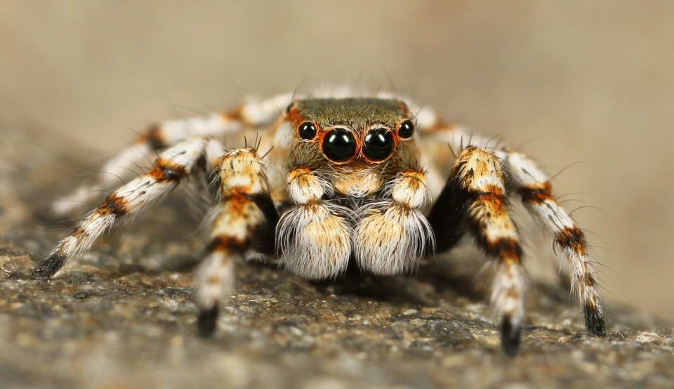Condiţiile extreme din Australia au creat condiţiile pentru o nouă ...