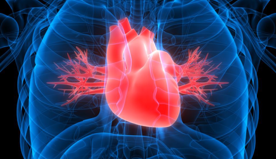 Se lucrează la prima inimă robotizată. Obţinută cu ajutorul celulelor ...