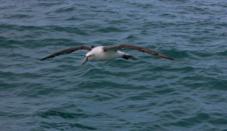 Cum pot fi albatroşii noua armă în lupta contra pescuitului ilegal