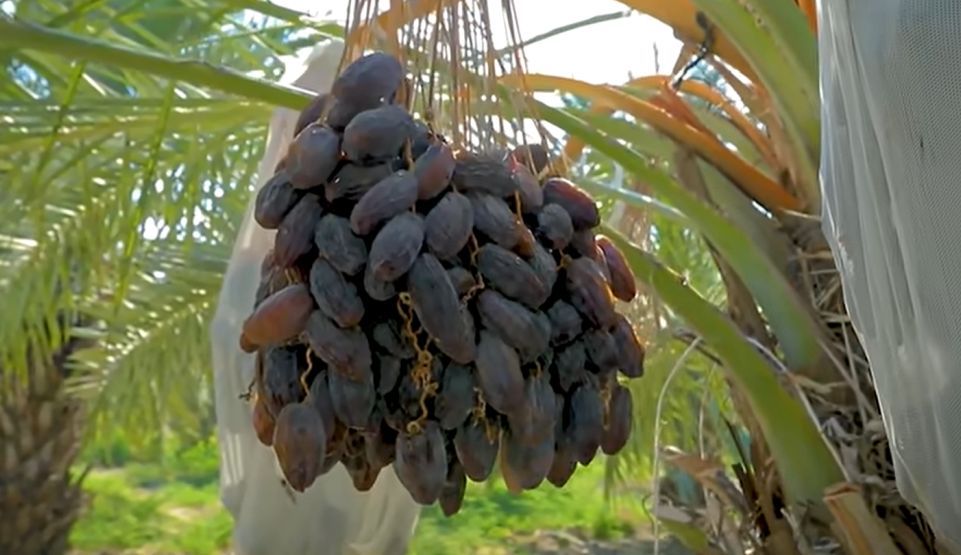 Cercetătorii israelieni au crescut curmali din seminţe de pe vremea lui ...