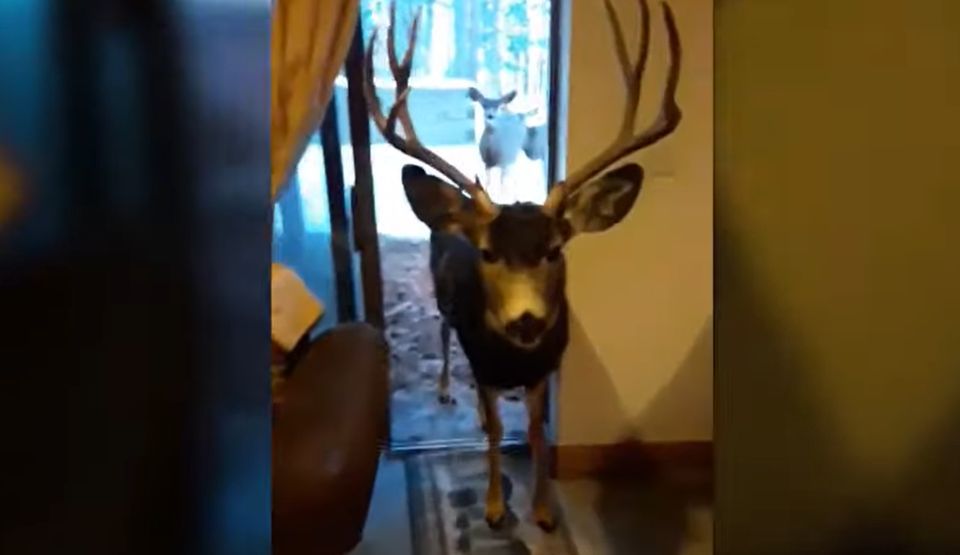 O americancă a atras cerbi în casă şi i-a hrănit - VIDEO