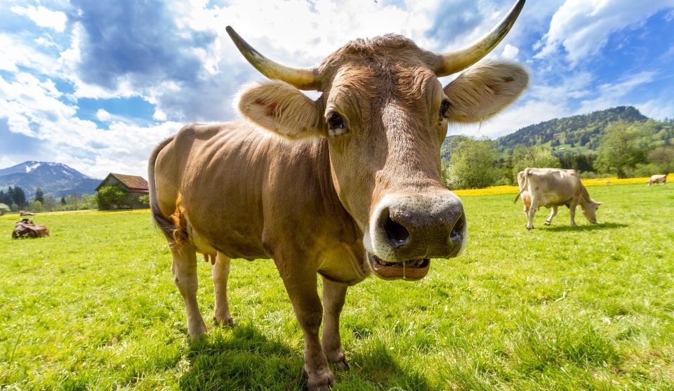 Un nou studiu scoate la iveală un obicei ciudat al vacilor. Ce fac ...