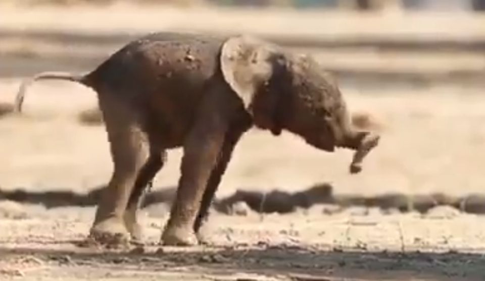 Un pui de elefant are mii de fani încă de la primii paşi făcuţi în lume
