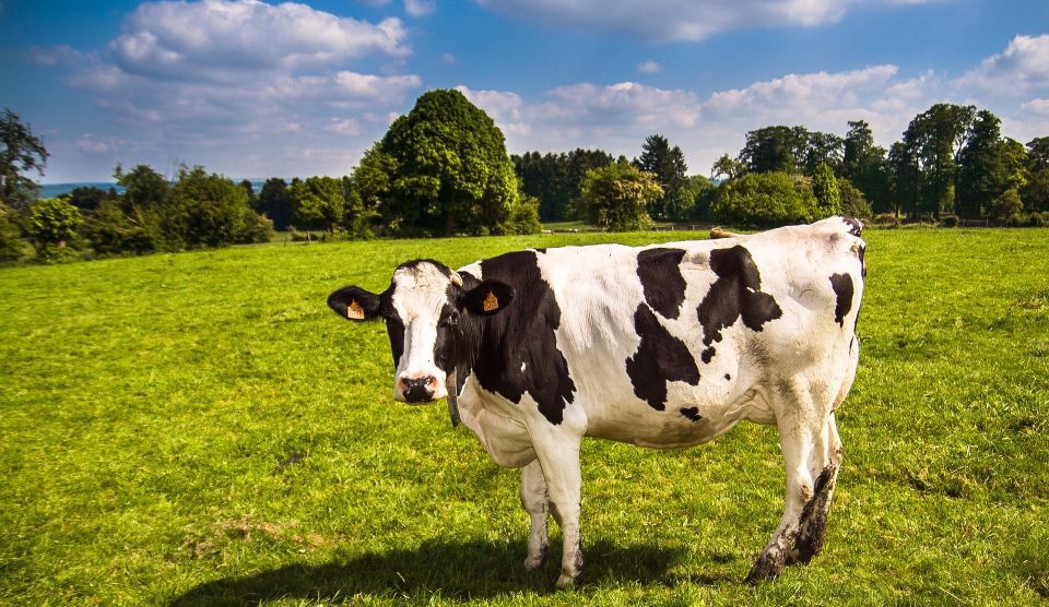 Cum ar putea vacile să salveze planeta de la dezastru