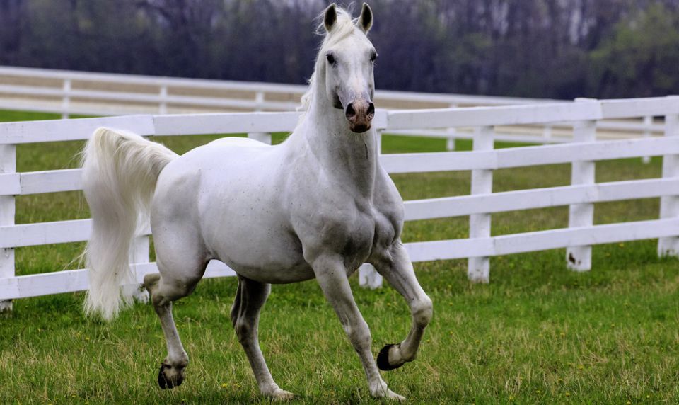 Adrian Cioroianu anunţă posibila includere a faimoşilor cai Lipiţan ...