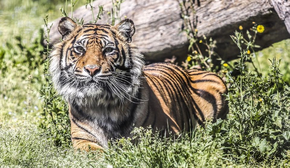 Nadia, primul tigru infectat cu noul coronavirus