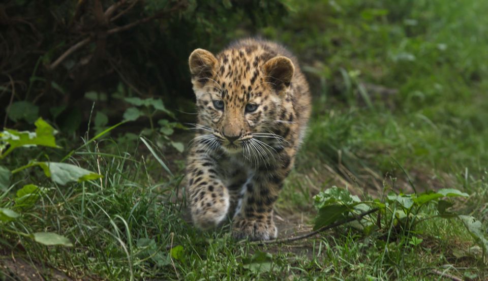 Populaţia leoparzilor din Extremul Orient Rus, în creştere