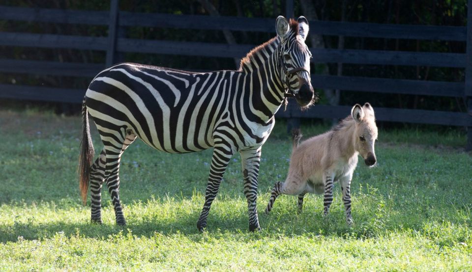 Un pui hibrid de zebră şi măgar s-a născut într-un parc naţional din Kenya