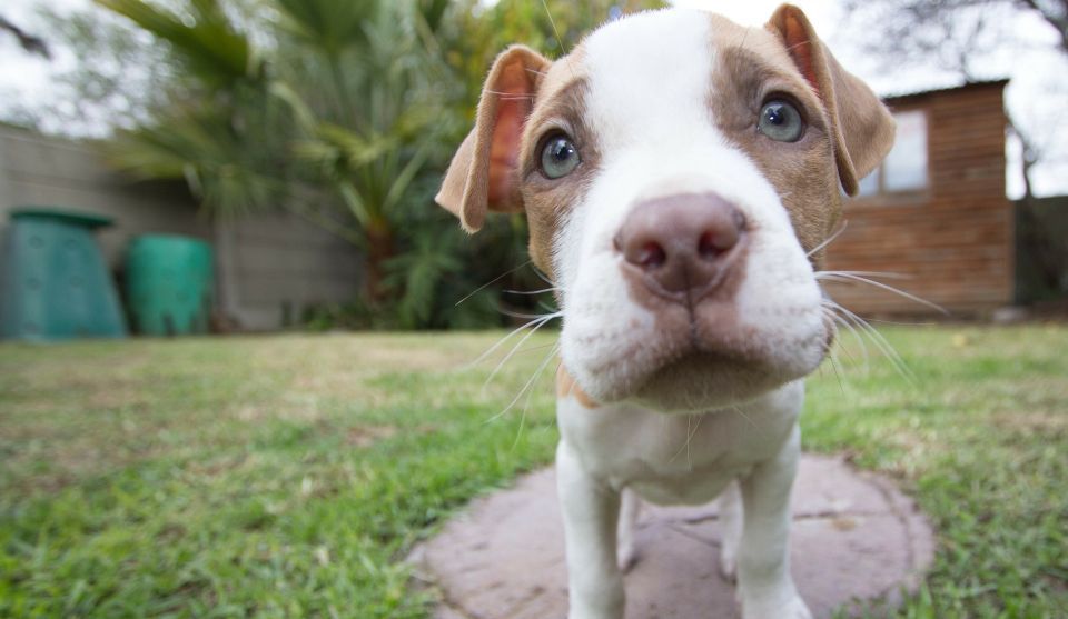 Un Pitbull şi-a făcut un obicei de a dormi doar pe cei mai blănoşi ...