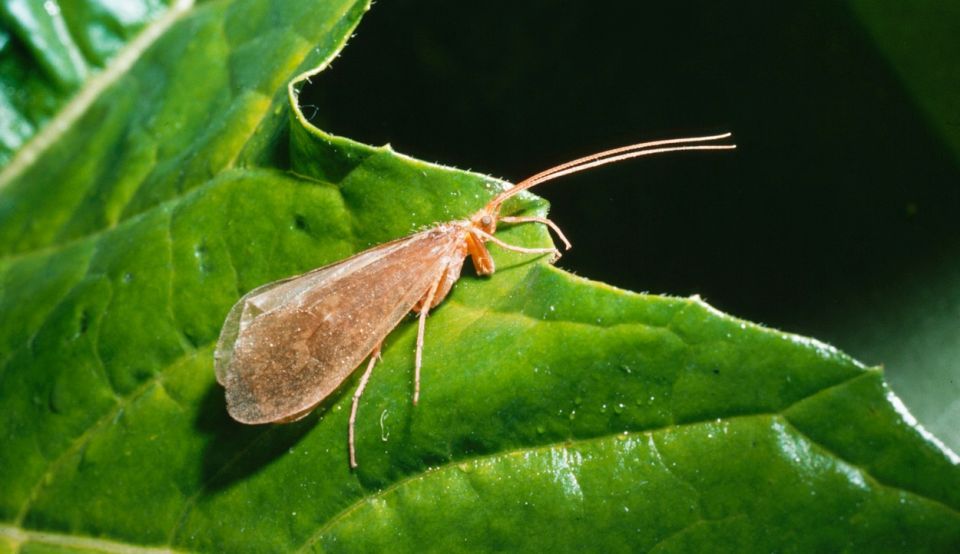 Larvele de muşte Caddis folosesc microplastice pentru a-şi construi ...