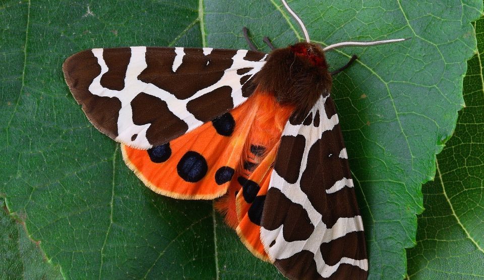 Moliile joacă un rol important în polenizarea plantelor