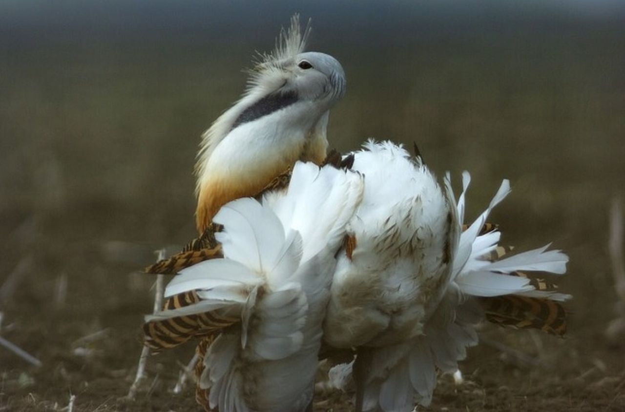 Dropia, pasărea revăzută după 30 de ani în România