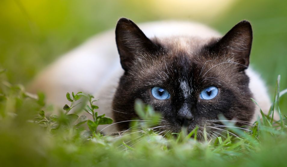 Viaţa ascunsă a pisicii tale. Un studiu arată de ce ar trebui să o ţii ...