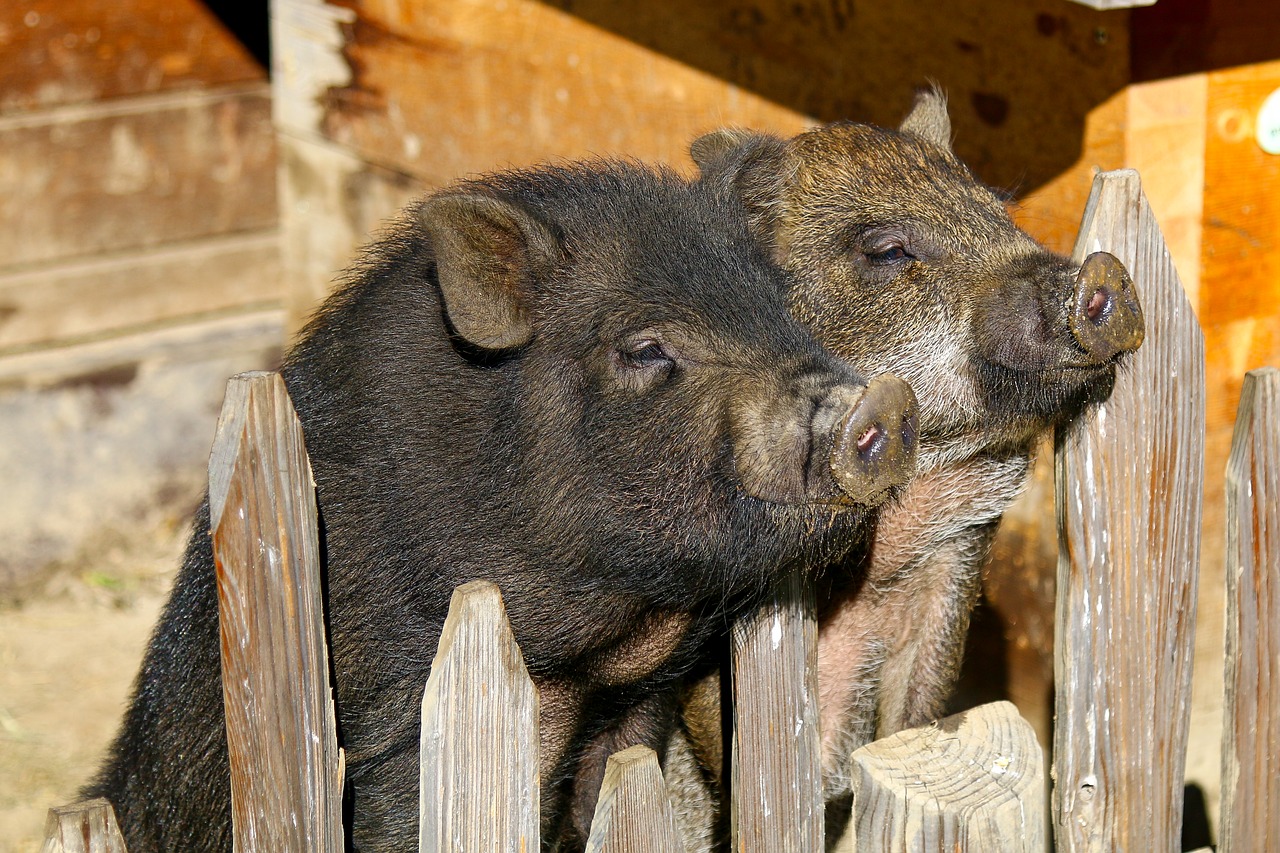Care este, de fapt, specia de porci cu cea mai sănătoasă carne, slabă ...