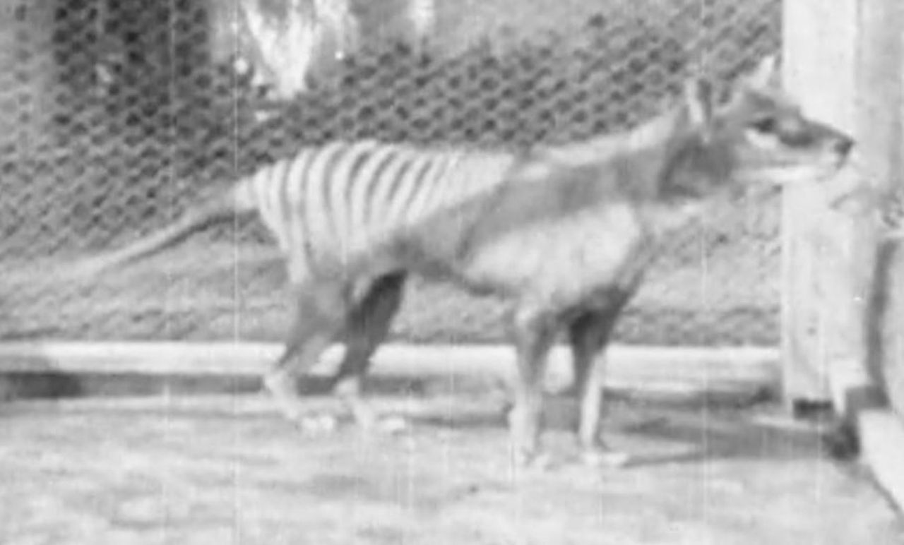 Imagini nemaivăzute de 85 de ani cu enigmaticul tigru tasmanian. VIDEO