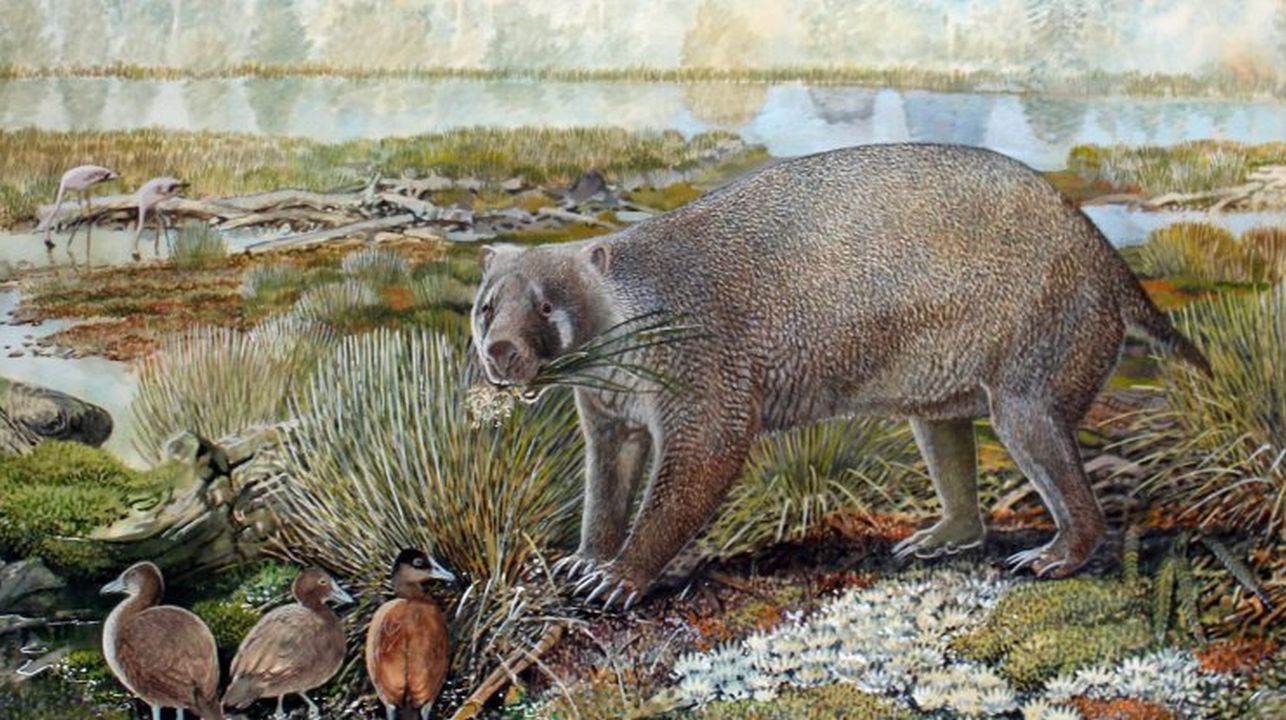 Un marsupial gigantic, înrudit cu vombații, colinda în Australia în ...