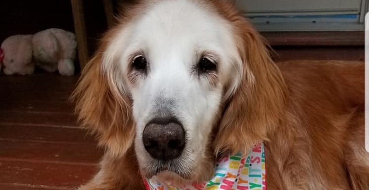 Augie, un golden retriever, a devenit cel mai bătrân câine din rasa sa ...