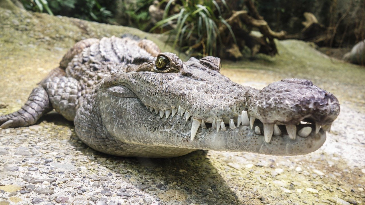 10 lucruri pe care sigur nu le știai despre crocodili și aligatori