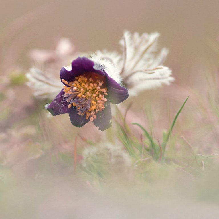 Top 5 cele mai toxice plante din România! Sunt atât de otrăvitoare ...