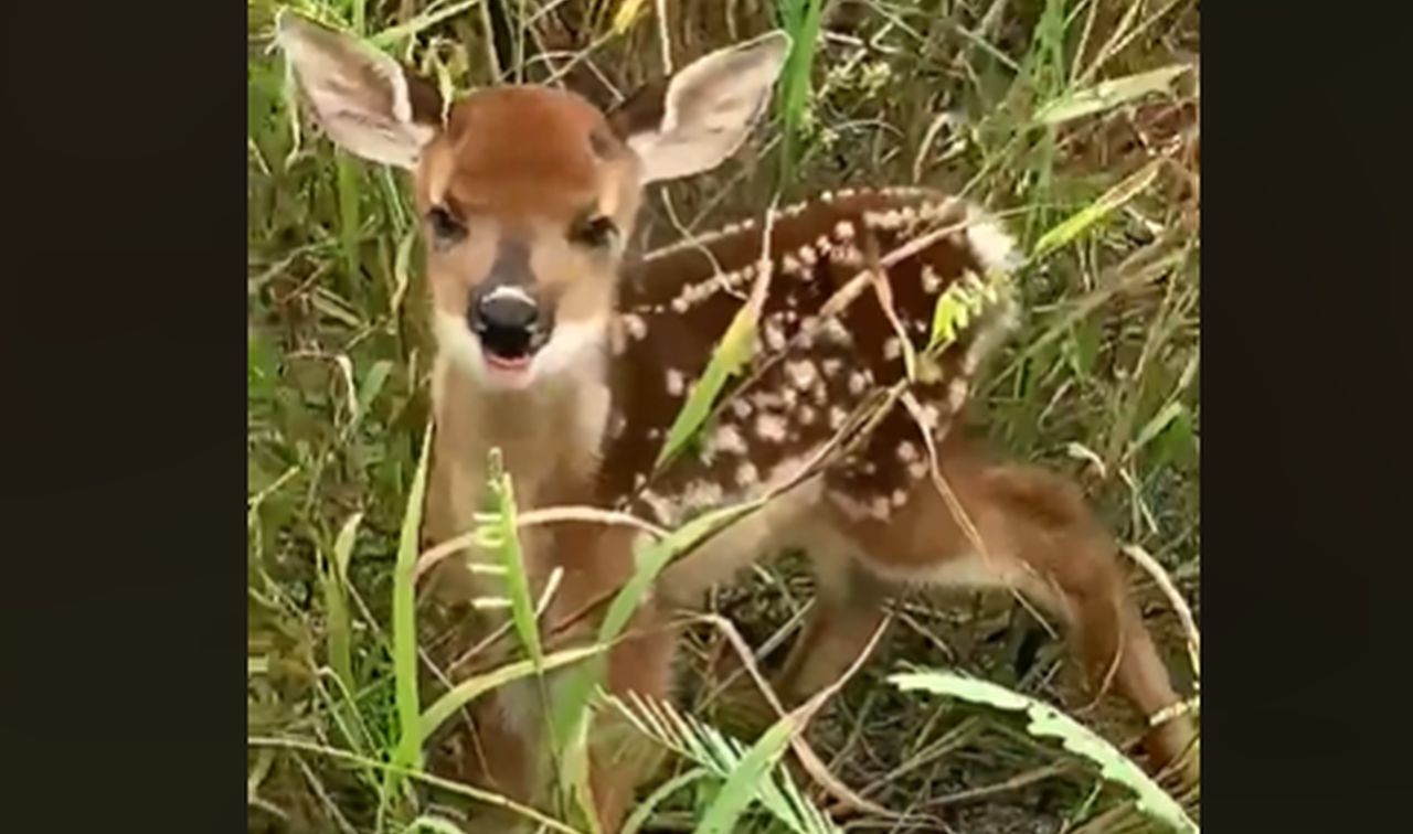 Cum își strigă un pui de cerb mama? Filmare din Parcul Național Semenic