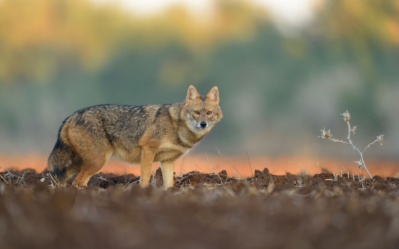 Cum arată șacalul auriu, un prădător periculos din România rudă cu ...