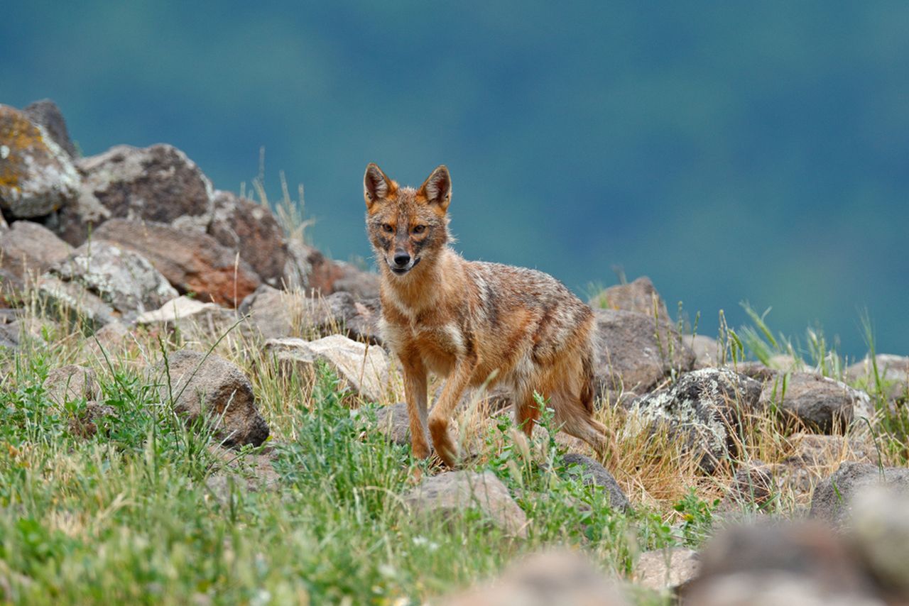 Un exemplar rar de șacal auriu, reperat în Toscana