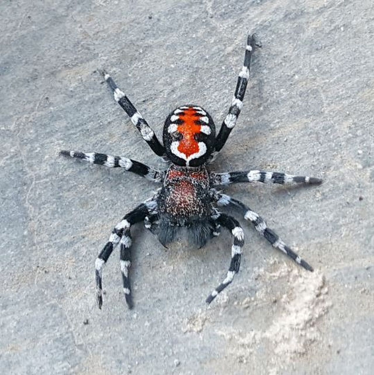 O nouă specie de păianjen care seamănă izbitor cu Joker a fost ...